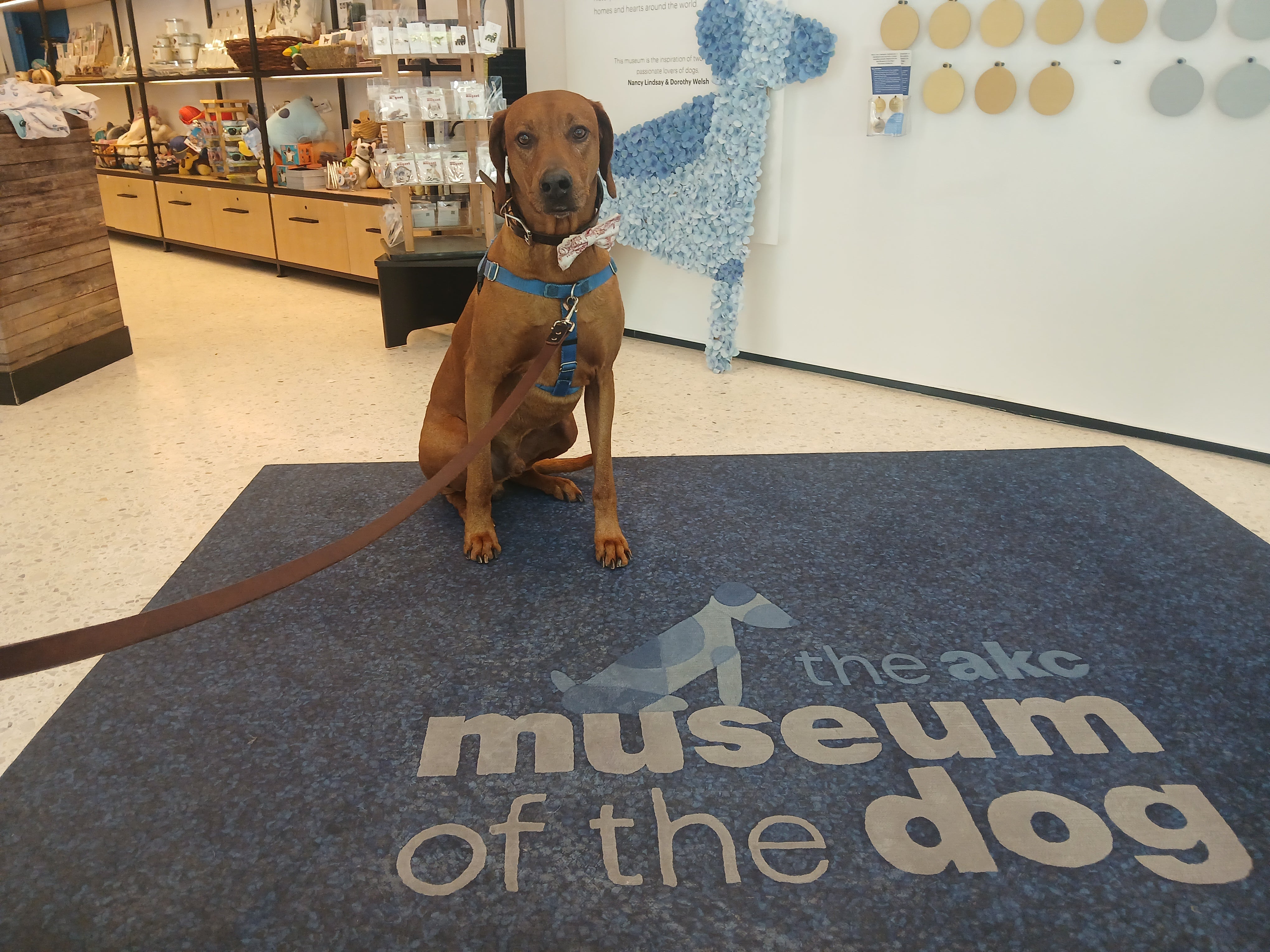 A Tail-Wagging Adventure: Visiting the AKC Museum of the Dog – Koa's ...