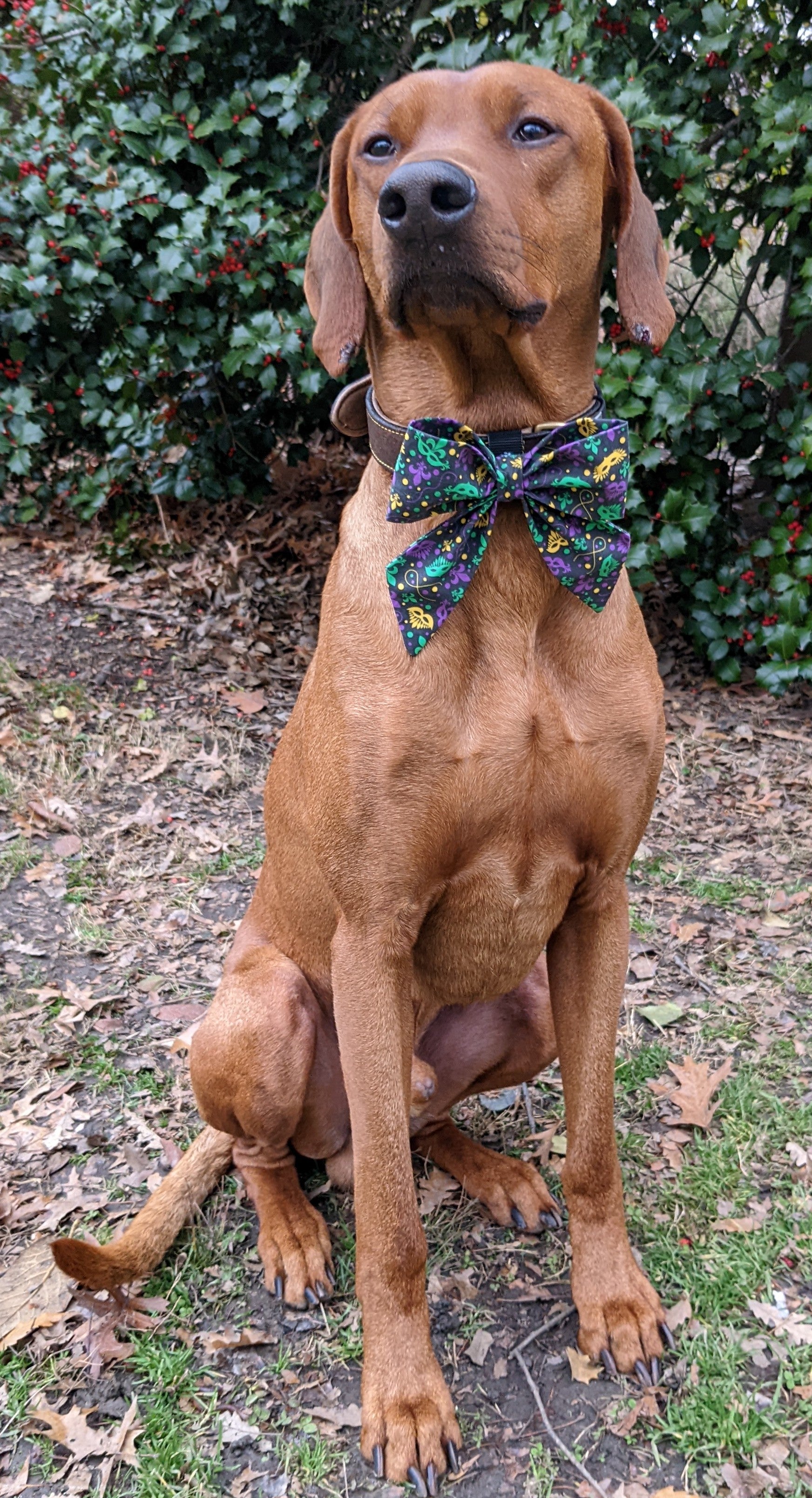 Mardi Gras – Koa's Ruff Life
