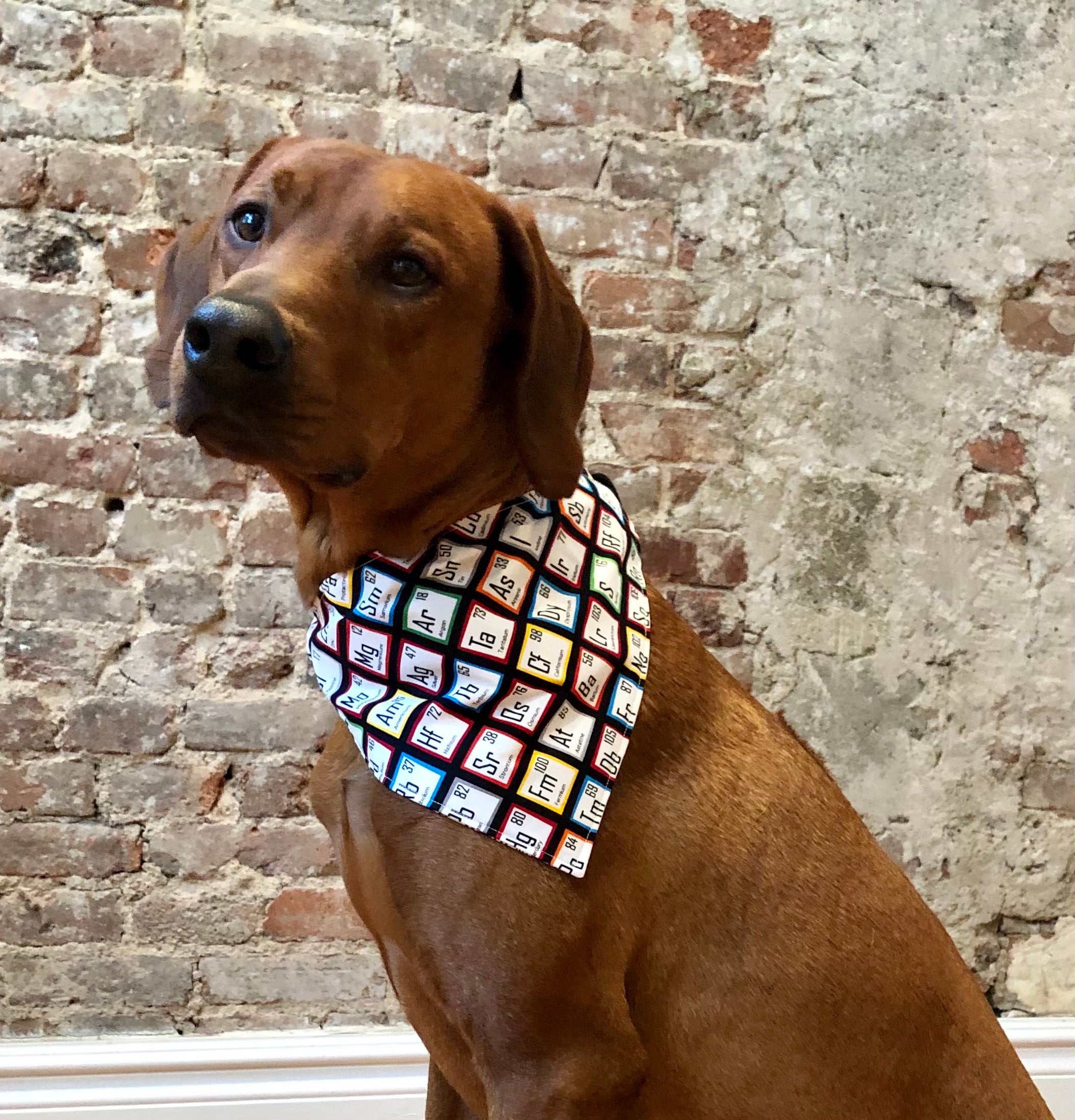 Periodic Table Dog Bandana - Science Collection – Koa's Ruff Life