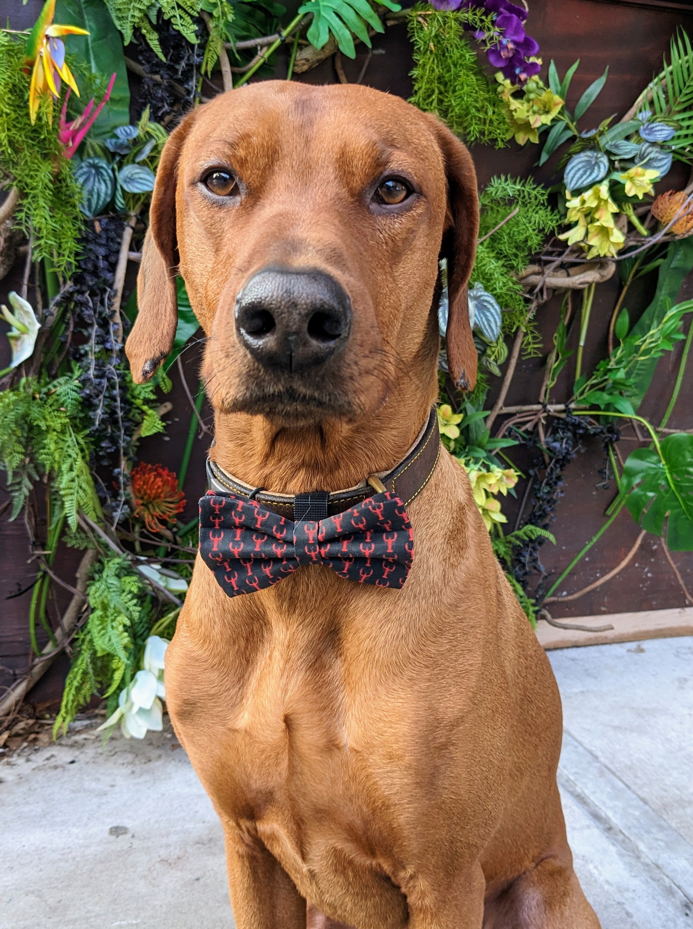 Mardi Gras Argyle Bow Tie for Dogs – Koa's Ruff Life